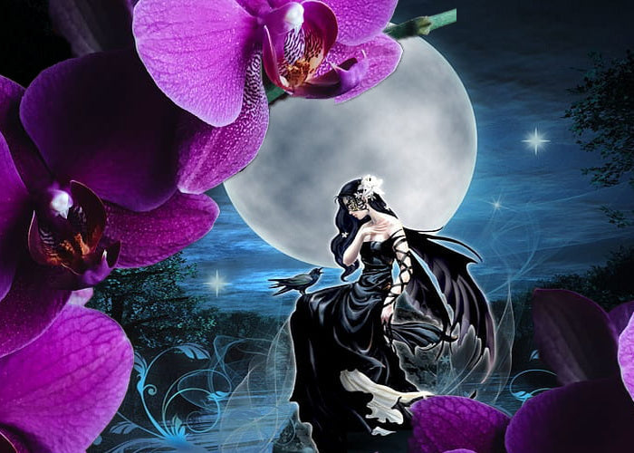 Midnight Orchid Fragrance Oil – PureFx